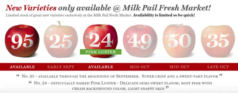 Guide to Apple Picking Long Island - The Long Island Local