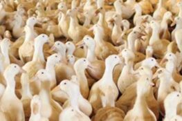 Peconic Escargot: Fresh American Snail Farm - The Long Island Local