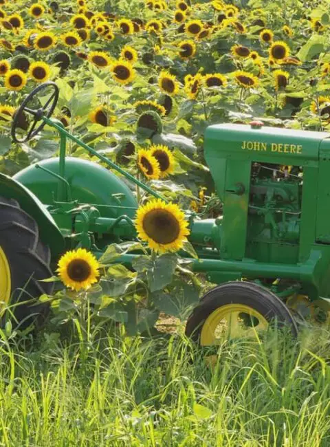 The Long Island Local - Long Island Like a Local